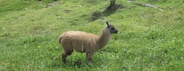 Spanish Major/Minor – Department of Languages and Culture Studies